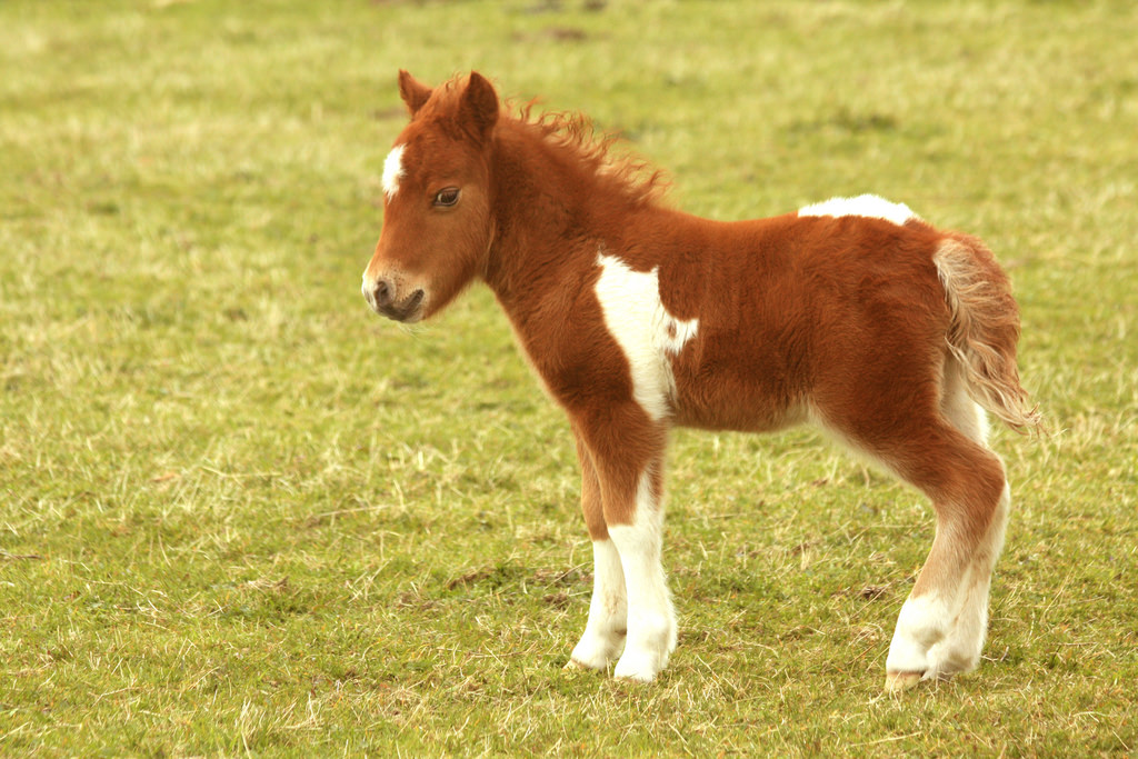Lessons from a little red pony. – Making of a Minimalist